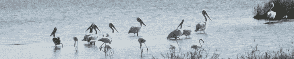 ΕΥΡΩΠΑΙΚΟ ΧΕΛΙ ANGUILLA ANGUILLA - Virtual Amvrakikos